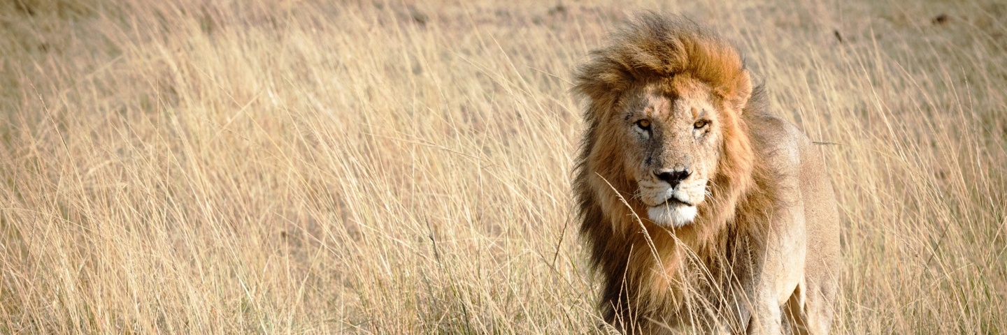 Your Primal World Beliefs | How Do You See The World? | ClearerThinking.org